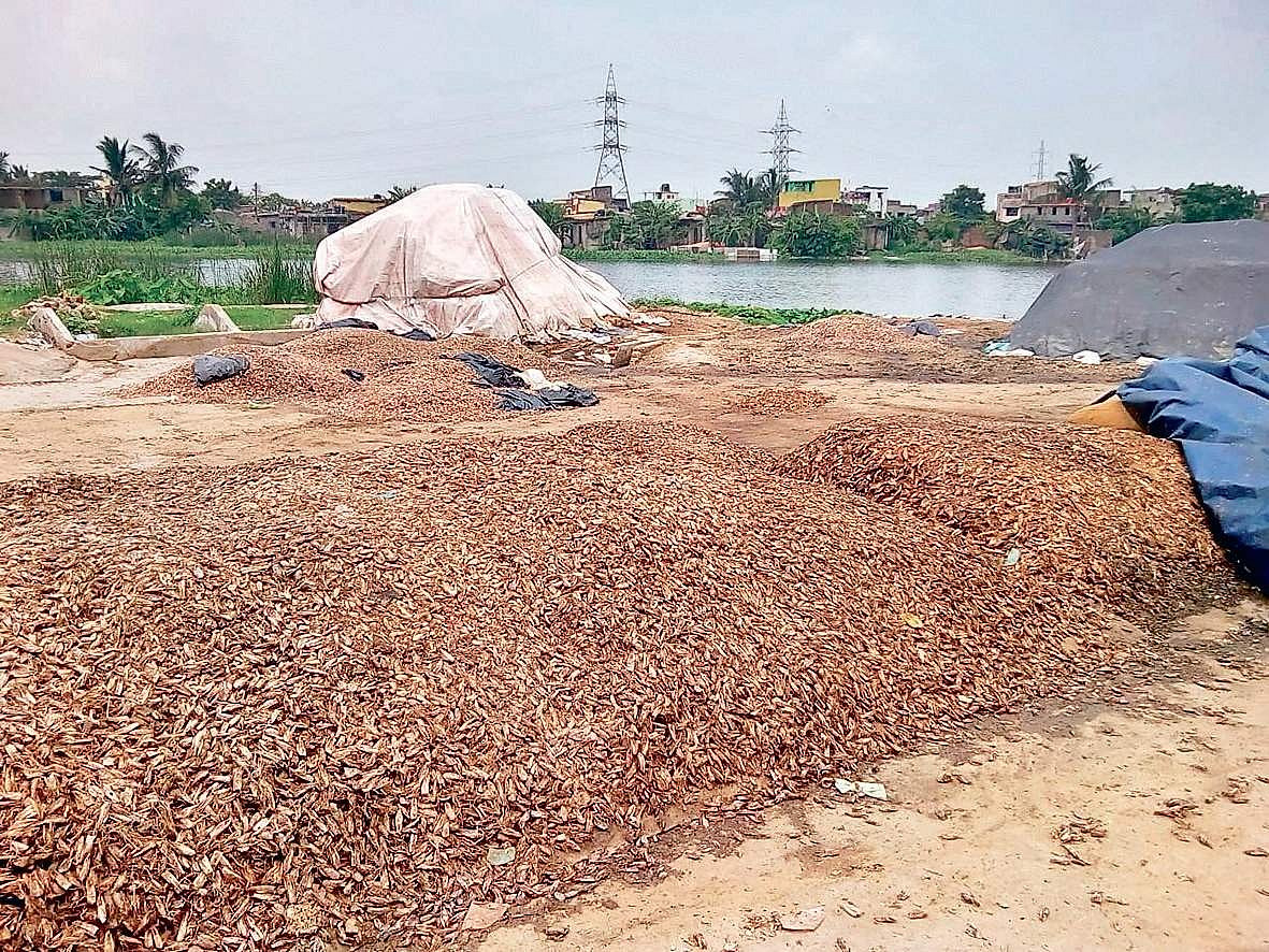 Odisha: Illegal dumping of shrimp waste continues unabated in Port Town