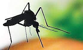 Samples of crows, mosquitoes test negative for West Nile virus, health ...