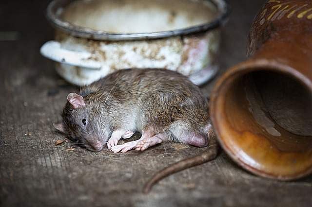 Tsukiji anti-rat operation: Tokyo battles rats as iconic market shuts