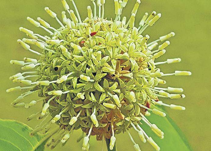 Kadamba tree holds special place in Indian culture