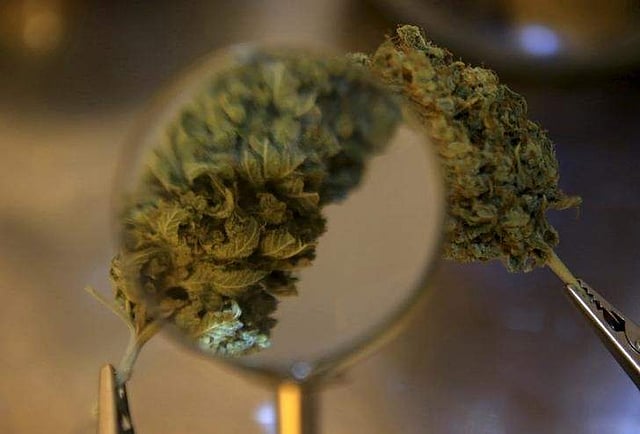 South African court says marijuana use in private is legal