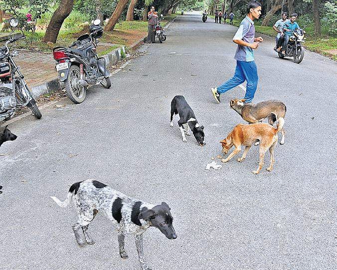 BU students, staff blame BBMP for stray dog menace on campus