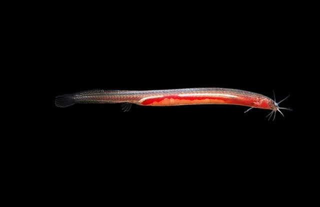 An eel like the bhujia: Scientists in Kerala discover new subterranean ...
