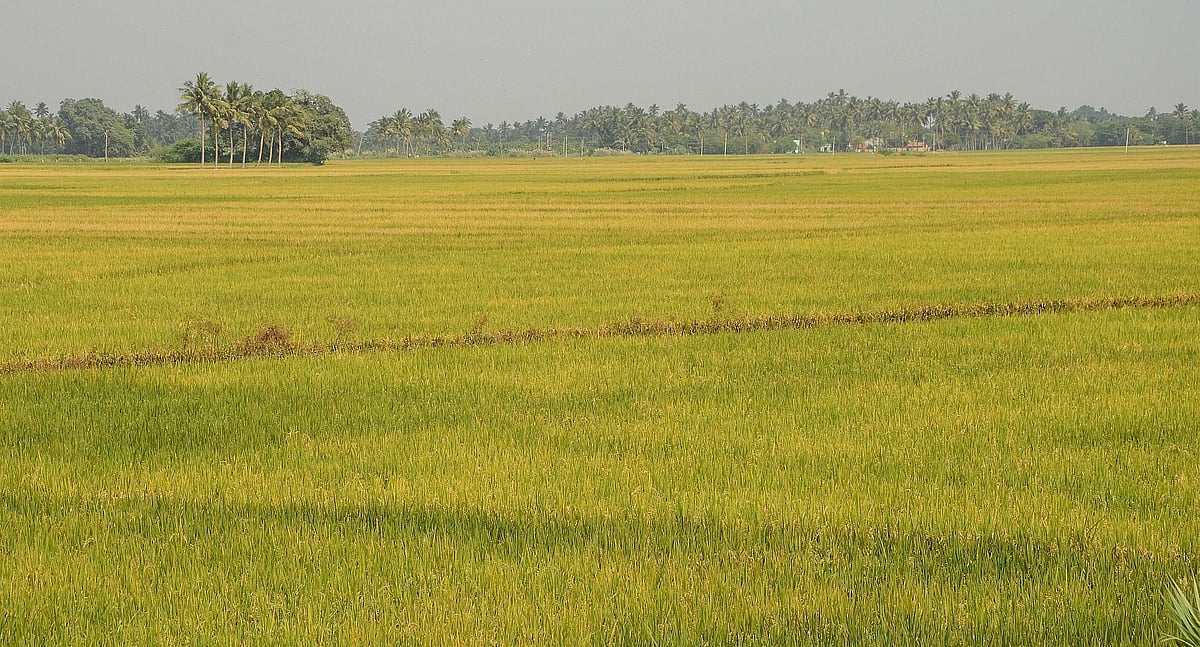 Lalgudi's kuruvai cultivation acreage to surpass 4,700 hectares this ...