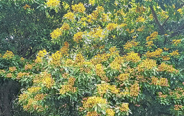 ‘Bengaluru was named after the Benga tree’