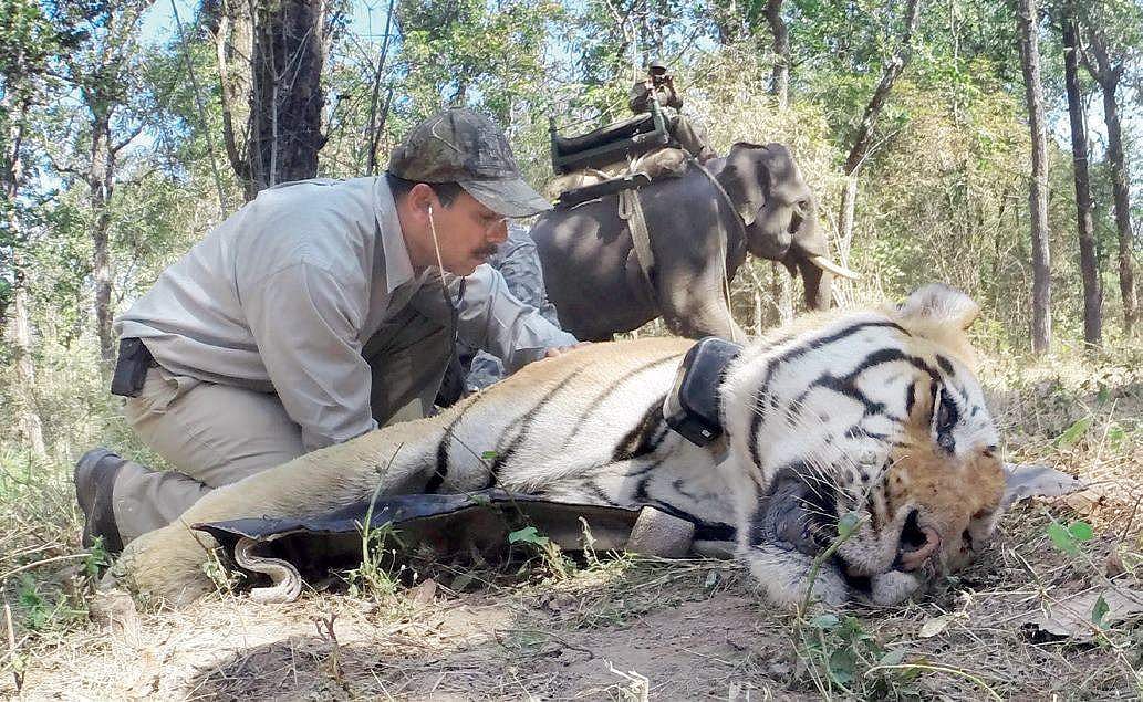 Documentary film shows tech boost for tiger count