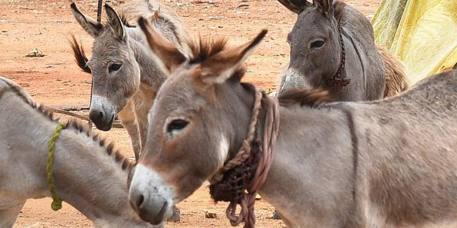 61 per cent of donkeys in India butchered in 7 years: PETA