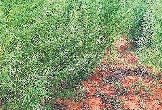 Andhra Pradesh police brings down Ganja acreage from 11,000 to 100