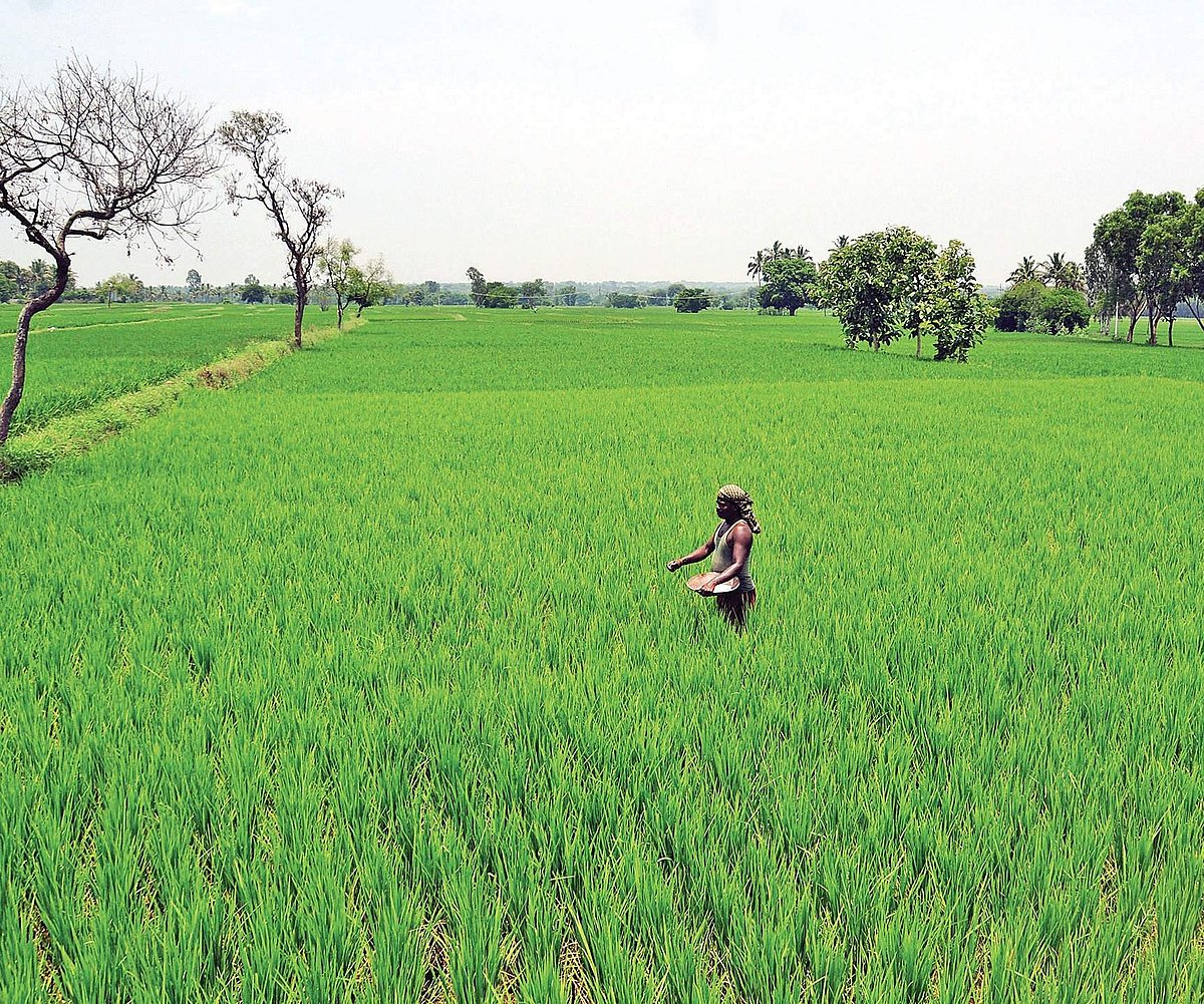 Panicle Mite attacks paddy crops, farmers now a worried lot