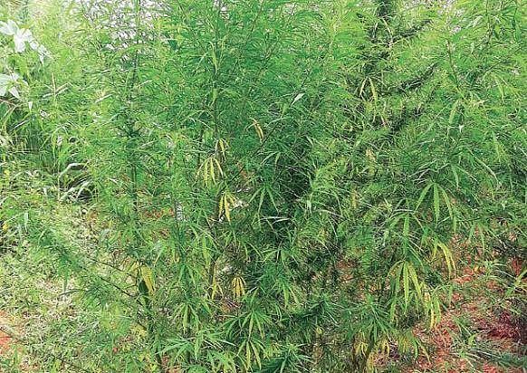 Tamil Nadu residents hugely prefer ganja produced in other states: Police