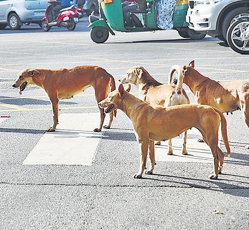 BBMP gets three ambulances to rescue stray animals