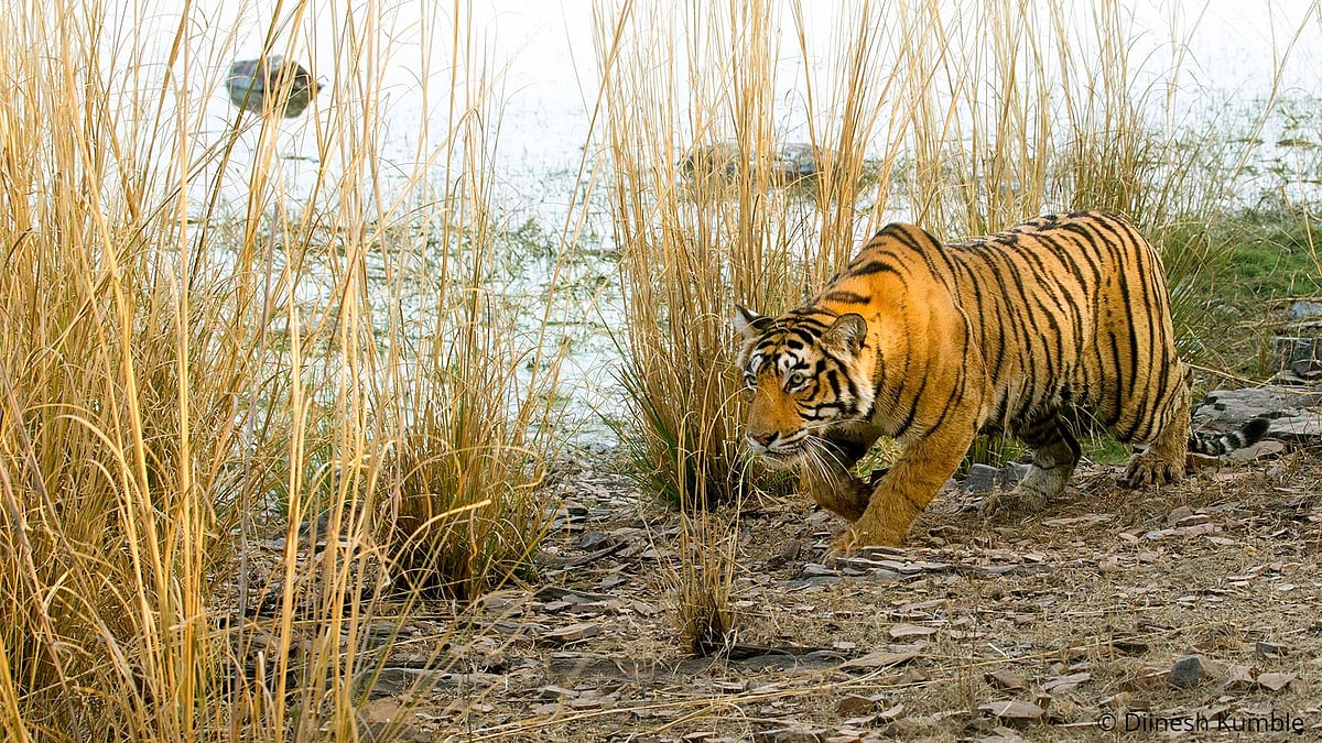 Tigers Outside Tiger Reserves project to be launched soon in 17 states ...