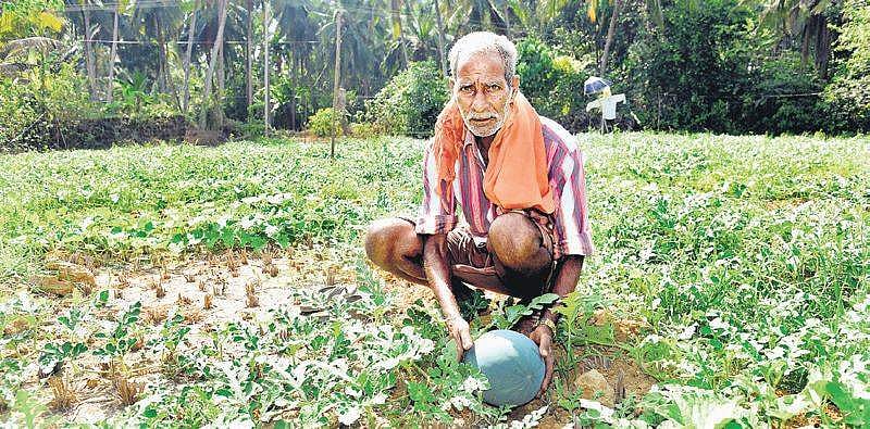 It’s watermelon plantations everywhere ahead of Chendu festival in Polali