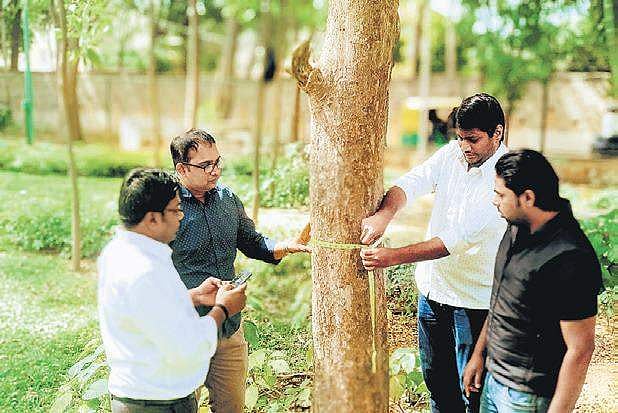 Tech-savvy tree census to take off