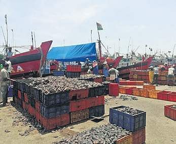 Karnataka’s fish production dips by 18%