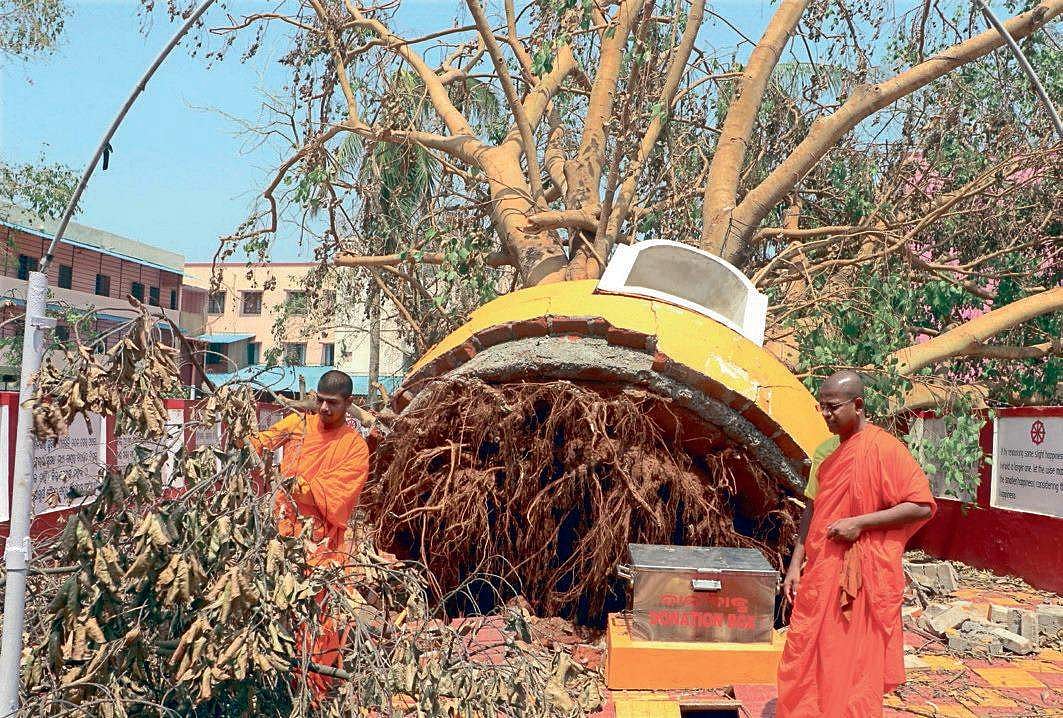 Fani fells iconic Bodhi tree