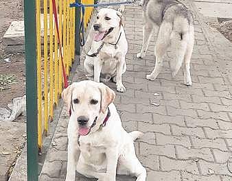 Animal Birth Control programme in Bengaluru to get more systematic