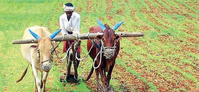 Kharif crop sowing areas surge with improved monsoon rainfall