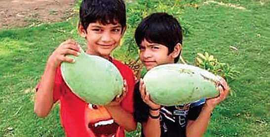 Would you pay Rs 600 to relish this Nur Jahan mango?