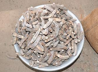 Sea cucumber worth Rs one crore seized