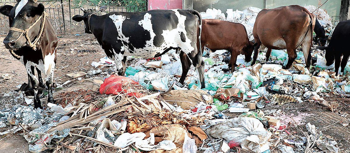 Plastic, not for them to chew