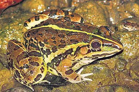 Spotted deer and Indian bull frogs are threatening A&N islands’ ecosystem