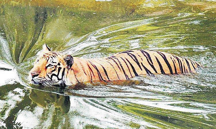 Foresters say water scarcity causing man-animal conflicts