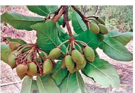 Why are Mahua saplings not available in Delhi nurseries?