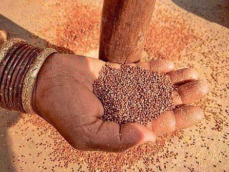 Millet food stall inaugurated