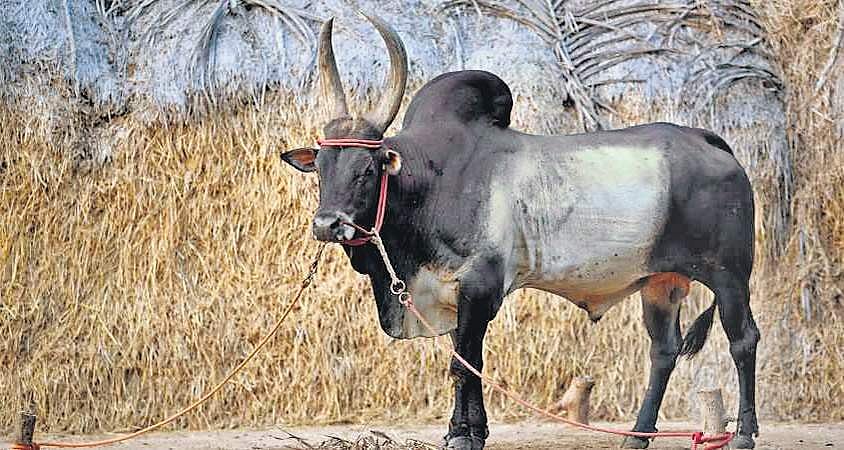 Tamil Nadu government’s ban on the crossing of native bulls with exotic ...