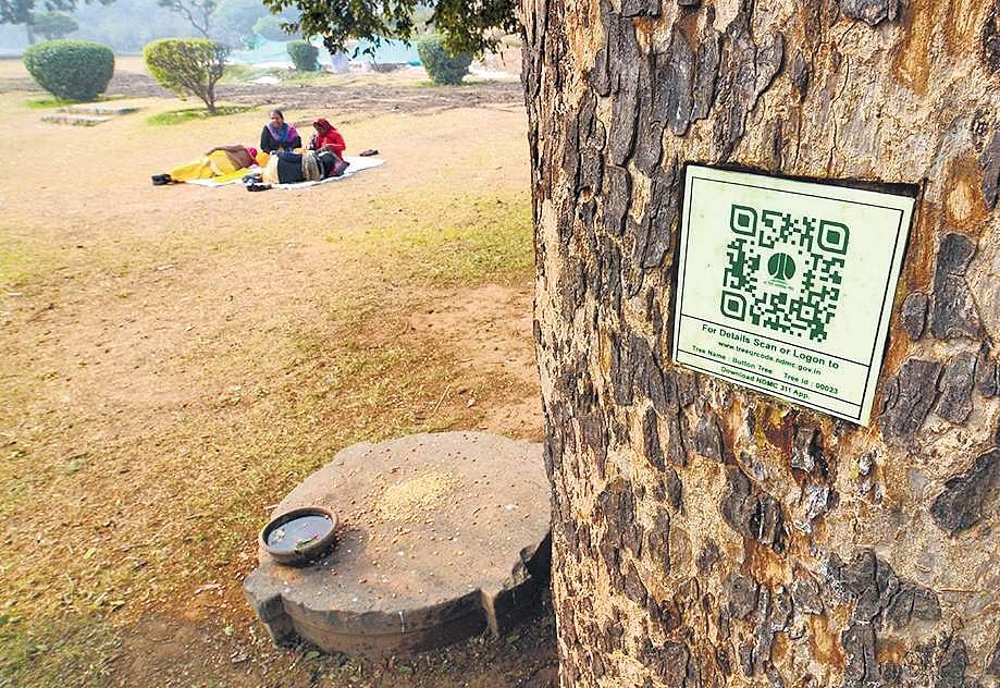 QR tags on Delhi's Lodhi gardens trees removed for damaging 100 trunks