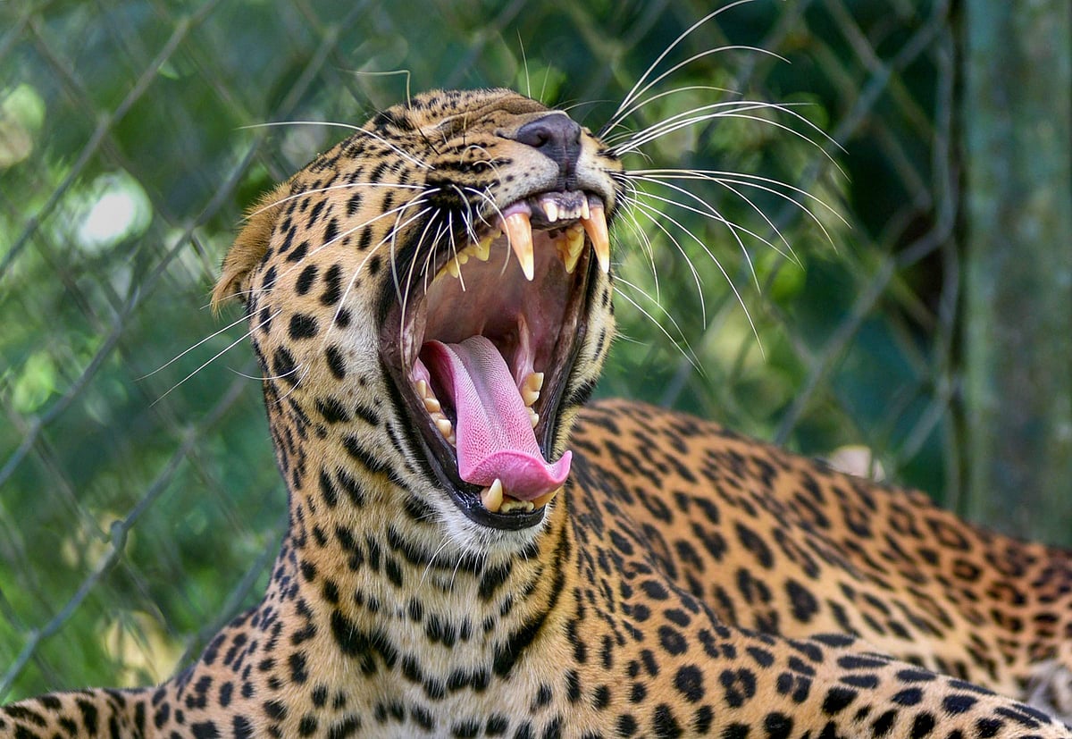 Leopard steals three-year-old boy from home near Bengaluru, leaves ...