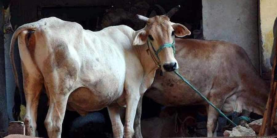 Three held for shooting down grazing cattle