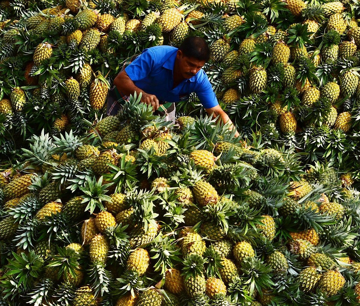 With spike in output on cards, pineapple producers in Kerala's ...