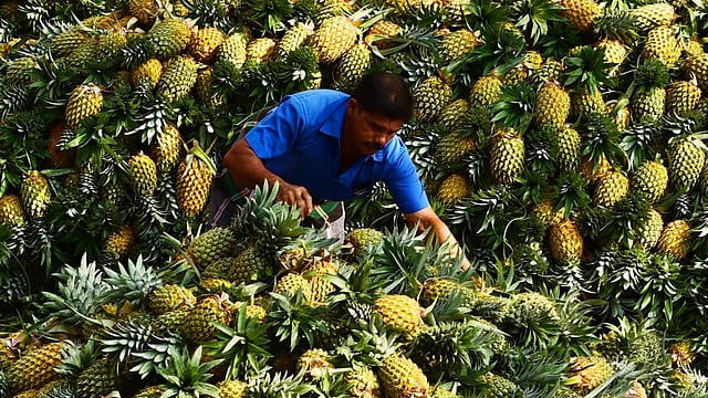 With spike in output on cards, pineapple producers in Kerala's ...