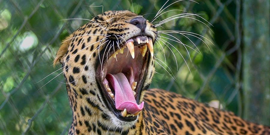 'Maneater' leopard shot dead in Uttarakhand
