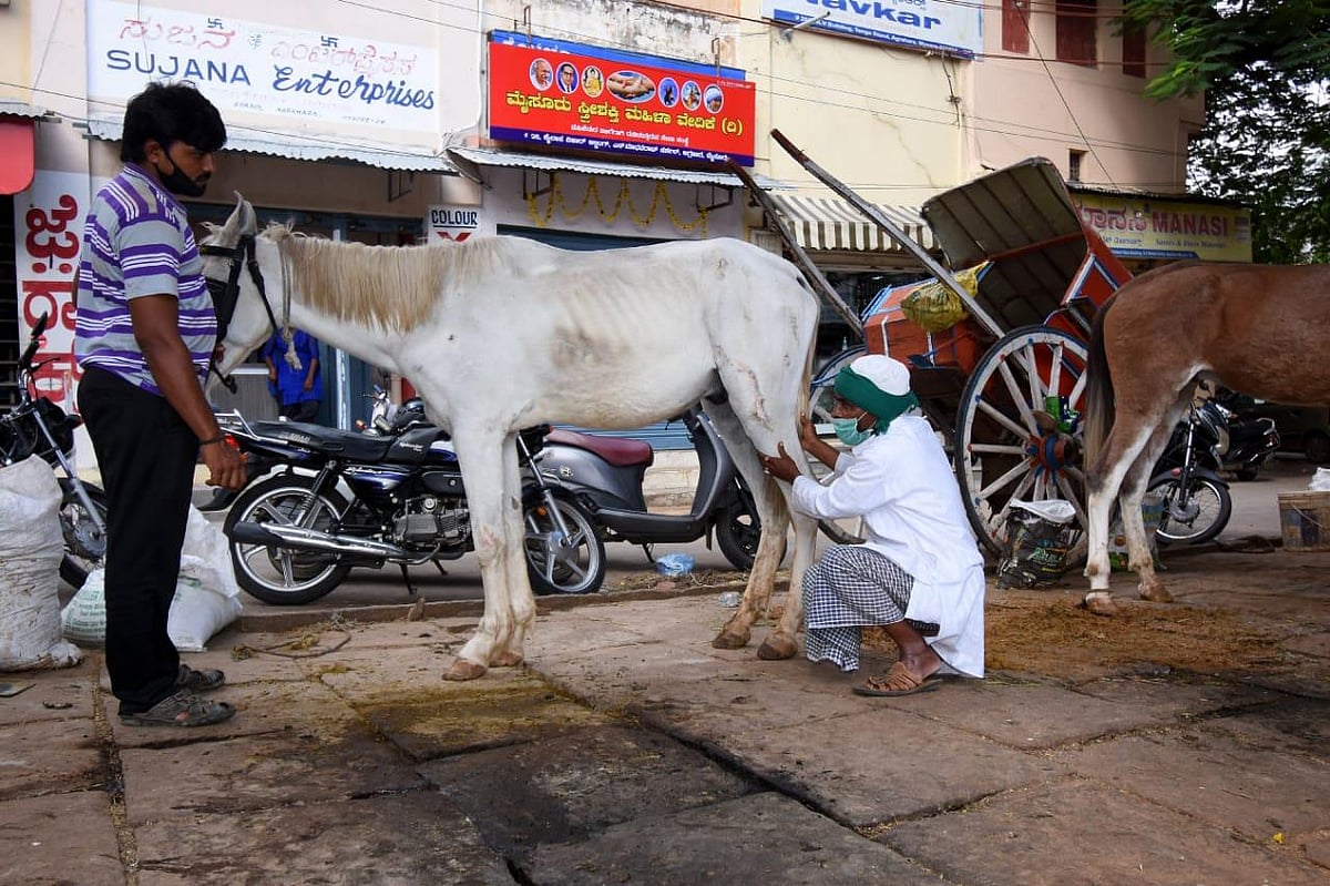 Mysuru's Tonga stands cry for attention ahead of Dasara celebrations in ...