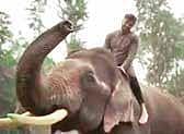Actor Dhanveer goes on night safari in Bandipur, chases tiger, rides ...