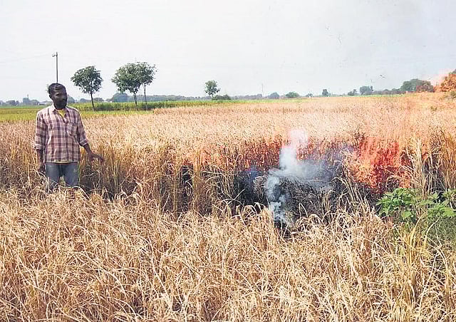 Diseases, pests bite into paddy yield in Madurai