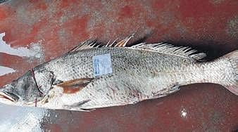 Odisha fisherman catches exotic fish, sells it for Rs 1.56 lakh