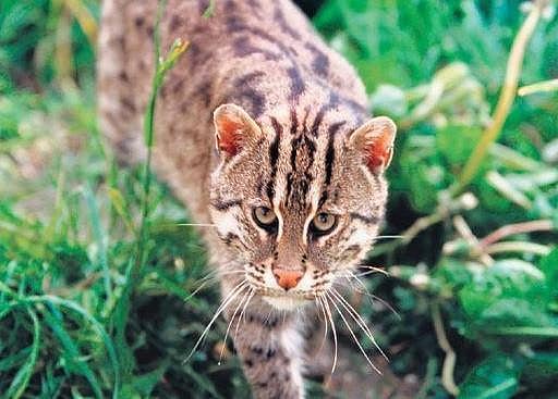 Fishing Cat becomes Chilika’s new envoy