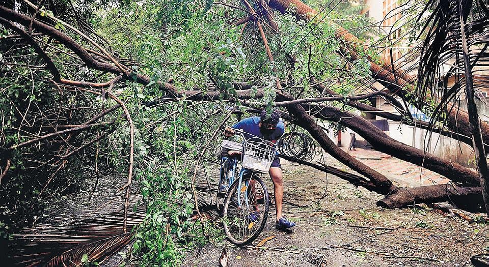 Several trees uprooted, man-made lake damaged in Auroville due to ...