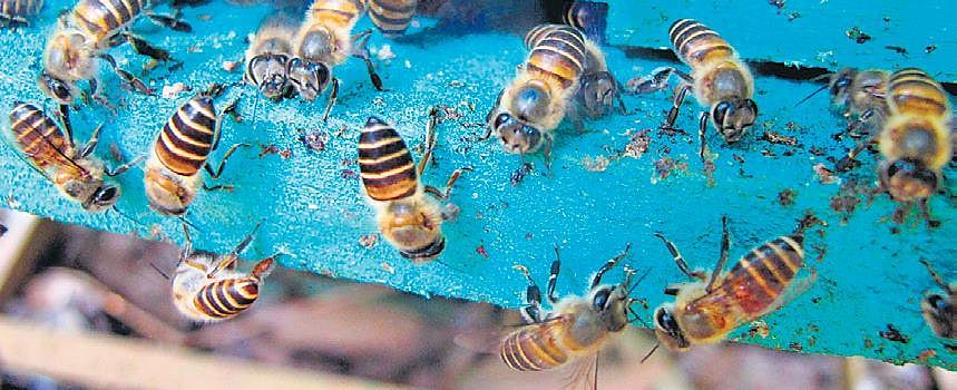Elderly man killed, three injured in bee attack near Cuttack