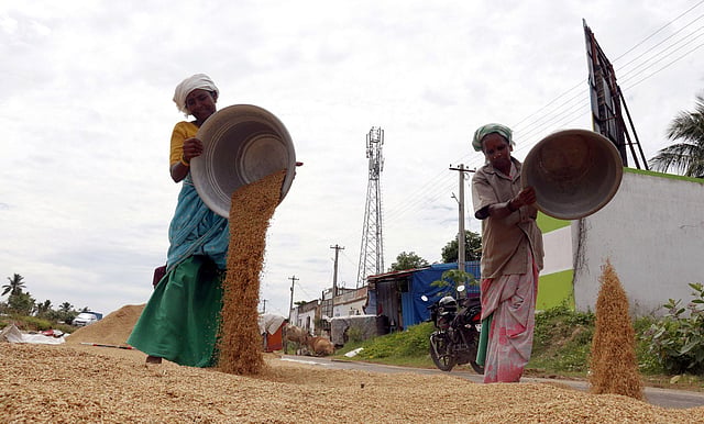 Rice company leaves MP paddy farmers in a lurch