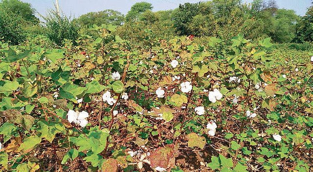 Cotton grown in 14,000 hectares in TN's Ramanathapuram, farmers seek ...