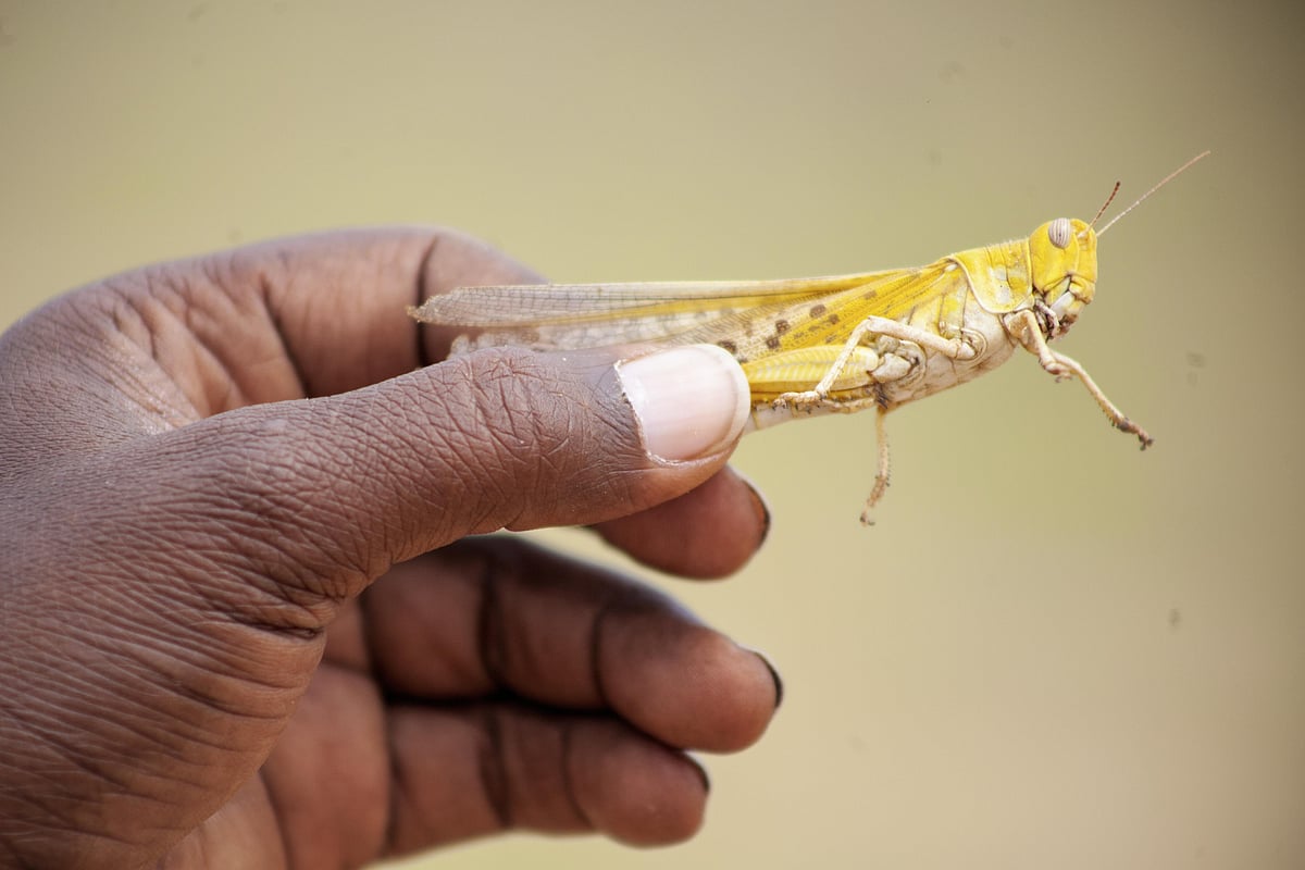 Karnataka on alert over locust invasion