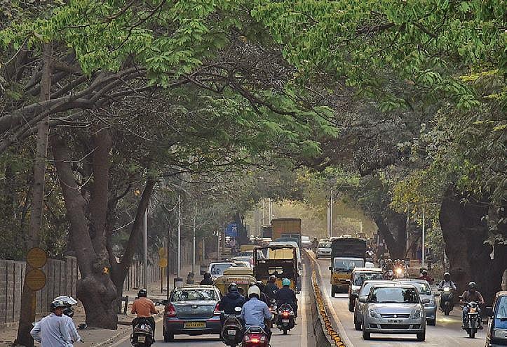 Safety over ecology, BBMP won’t plant big tree species