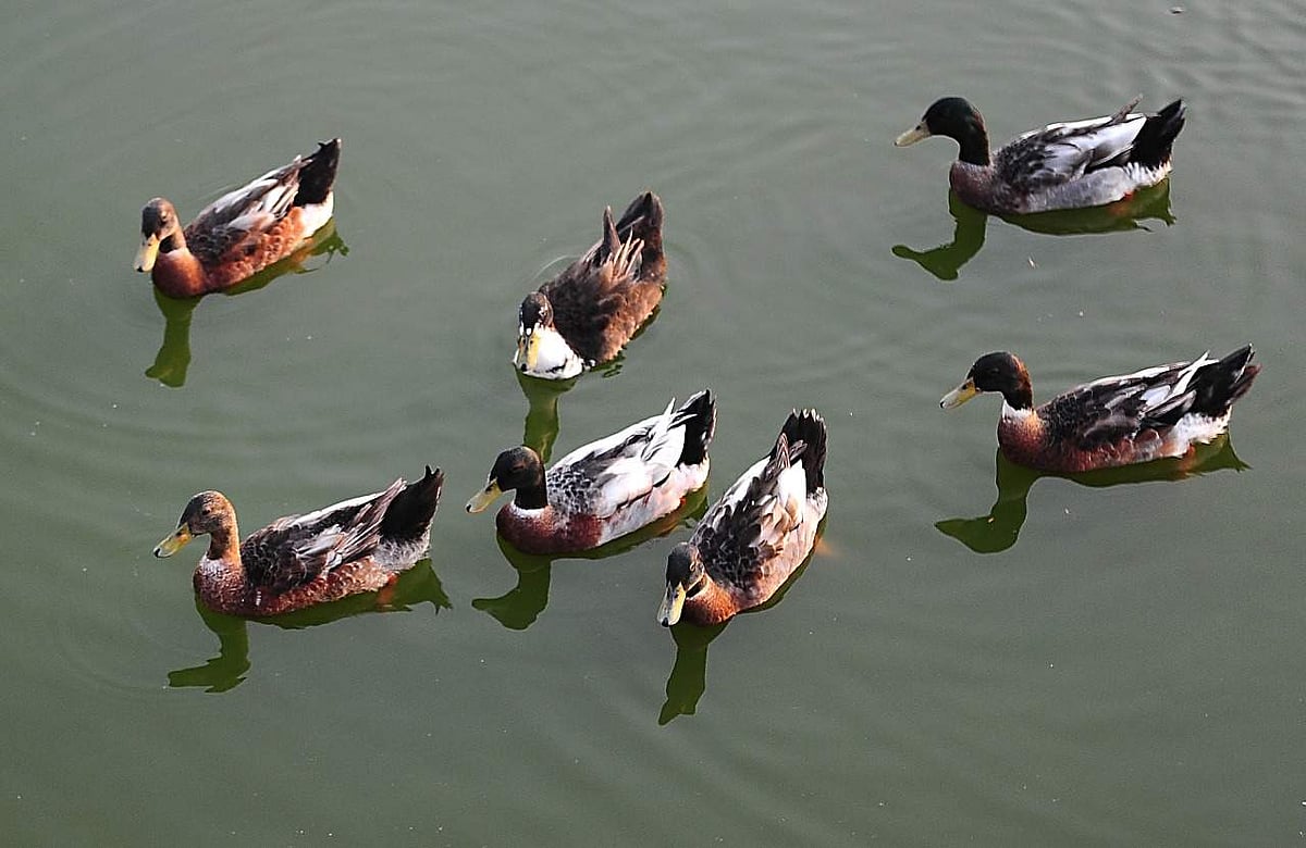 Odisha govt revives defunct duck breeding farm at Khapuria