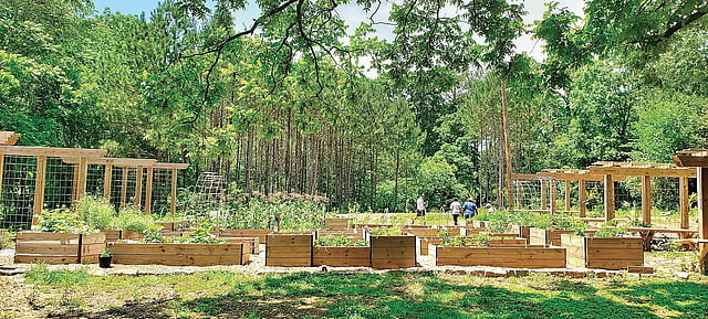 Building food forest for the family