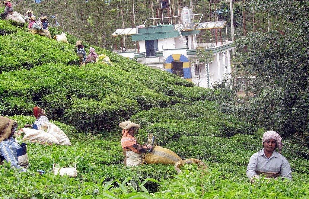 ‘Tamil Nadu govt should pay agreed MSP to tea planters’